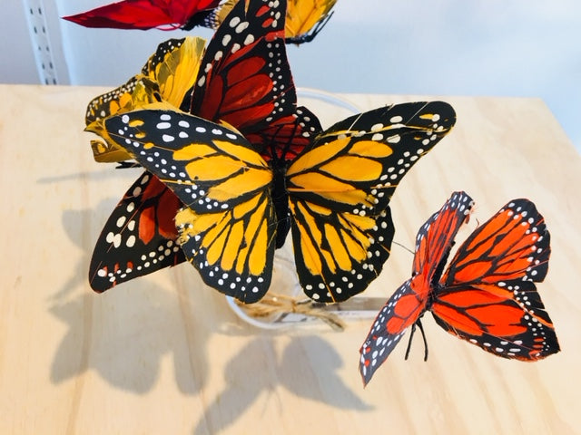 Butterfly – Magpie at Paremata